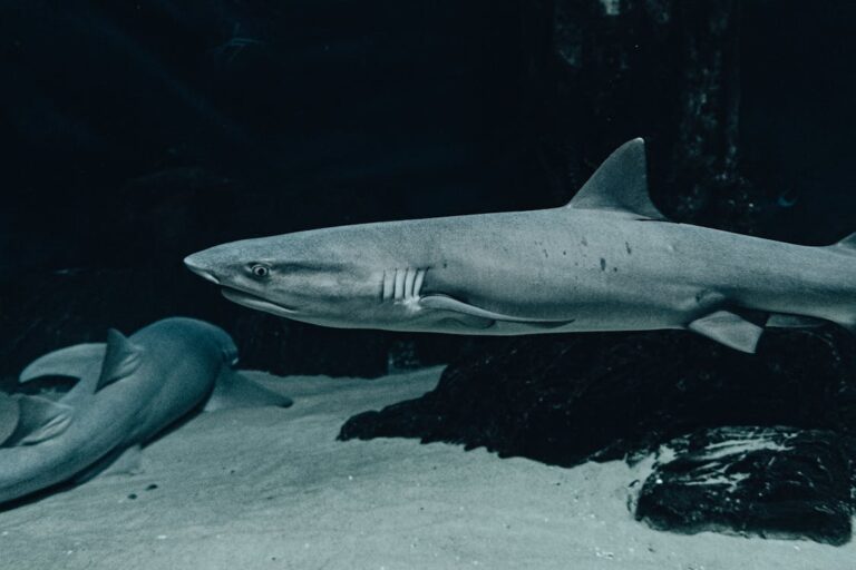 Intriguing Mako Shark Facts Revealed - Fast & Fierce Hunters