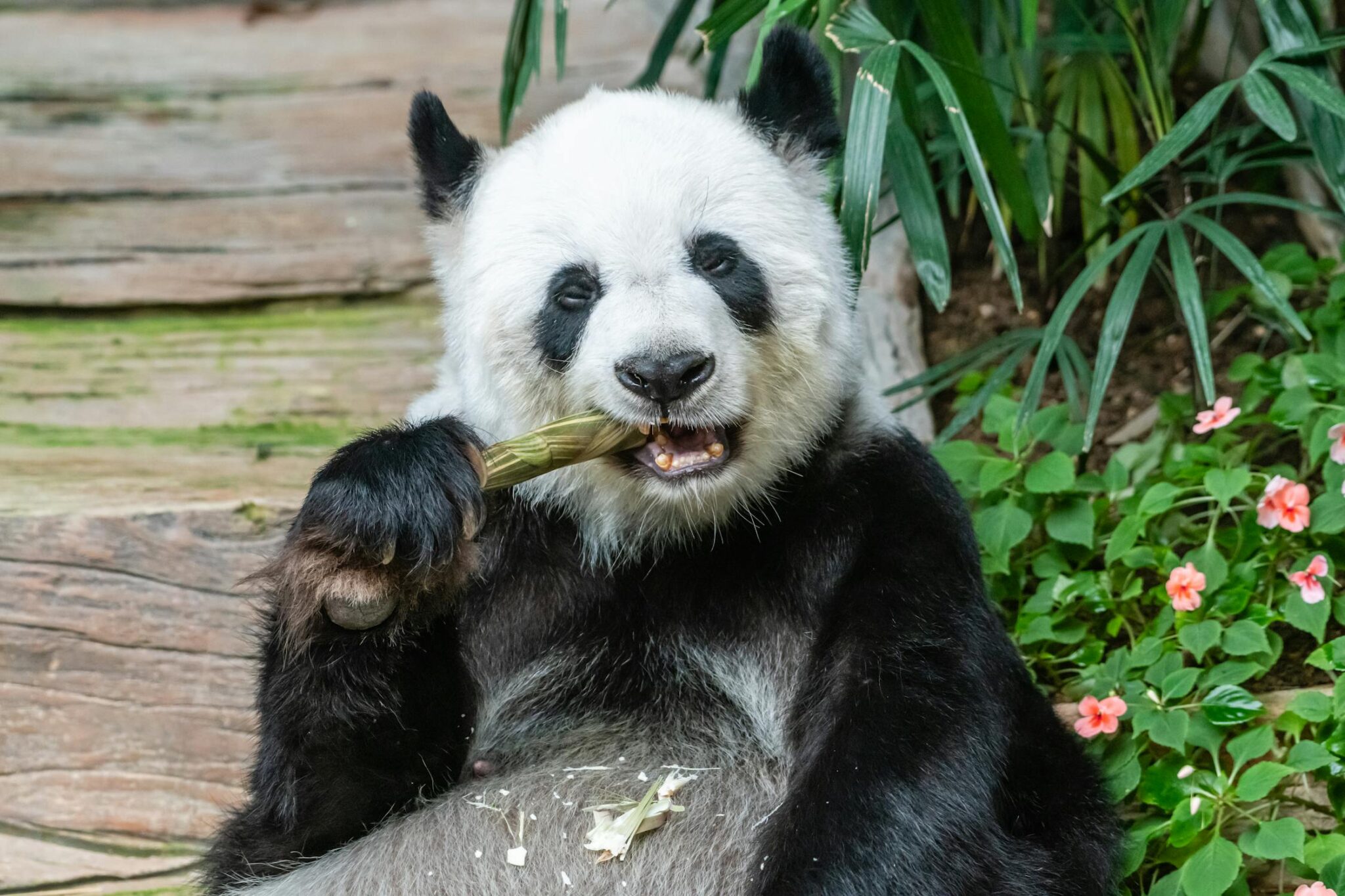 Giant Panda – Facts, Habitat, Population, And More