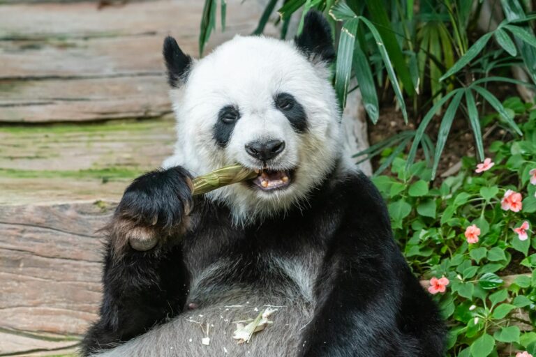 Giant Panda – Facts, Habitat, Population, And More