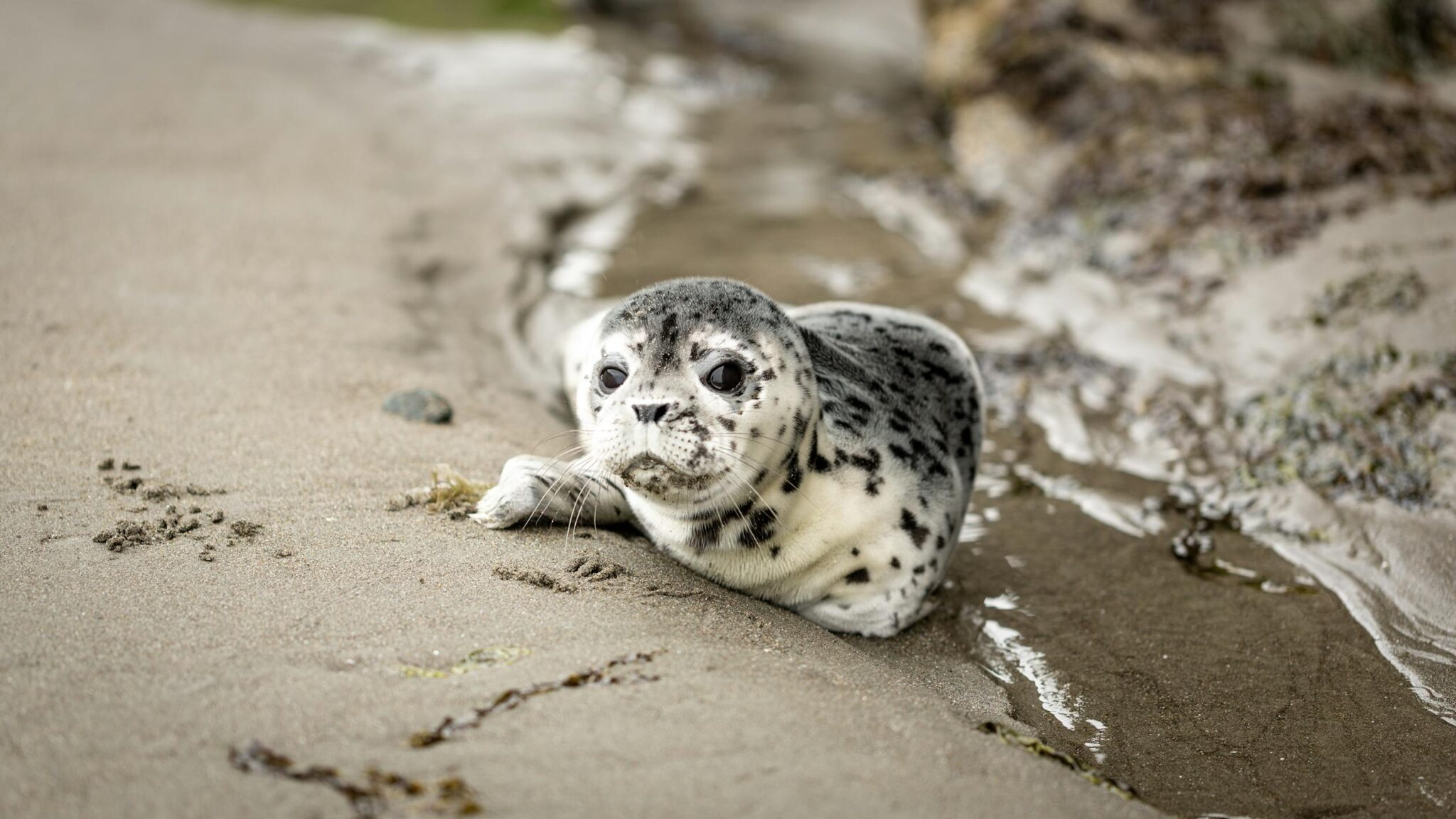 Seals – Habitat, Behavior, Anatomy, And More