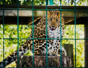 Why Are Zoos Bad? Why Animals Should Not Be Kept In Zoos