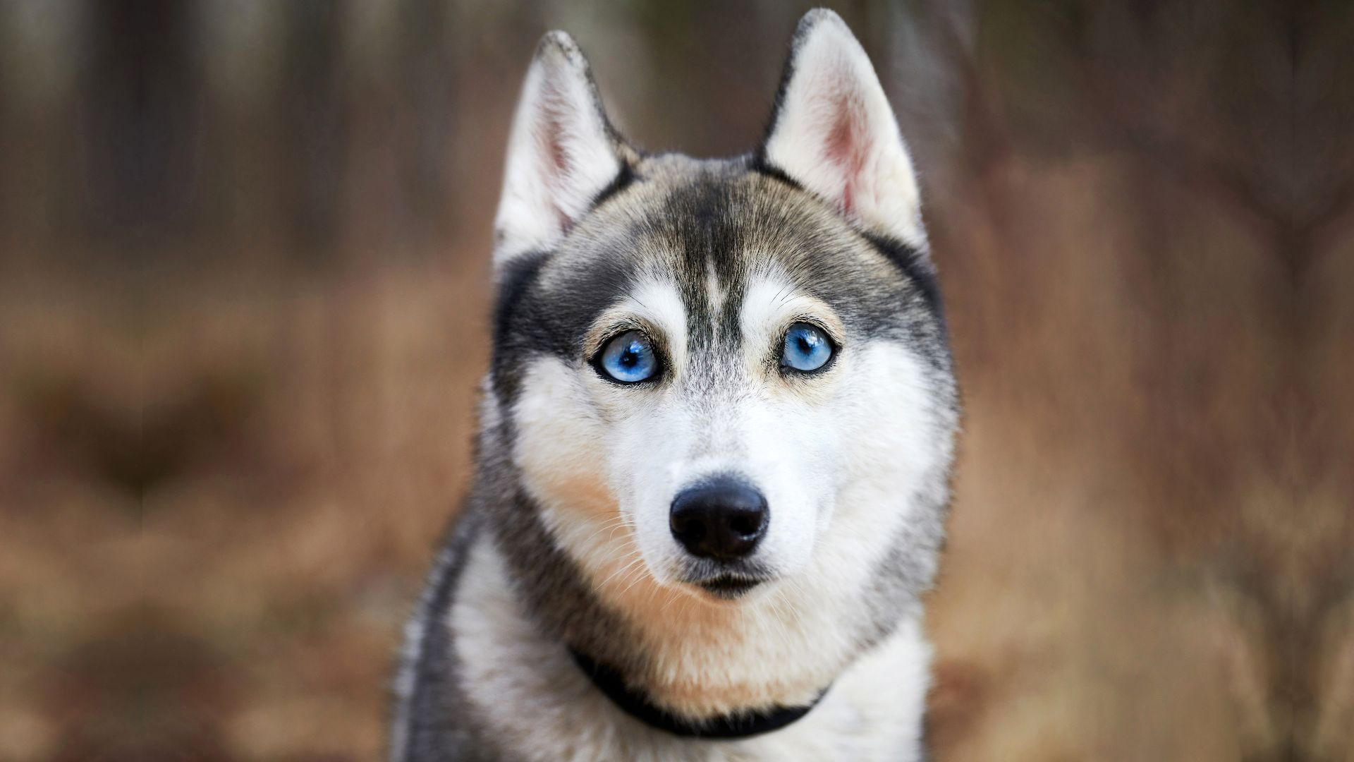7 Dog Breeds With Blue Eyes Know For Their Stunning Looks - Avesei.com