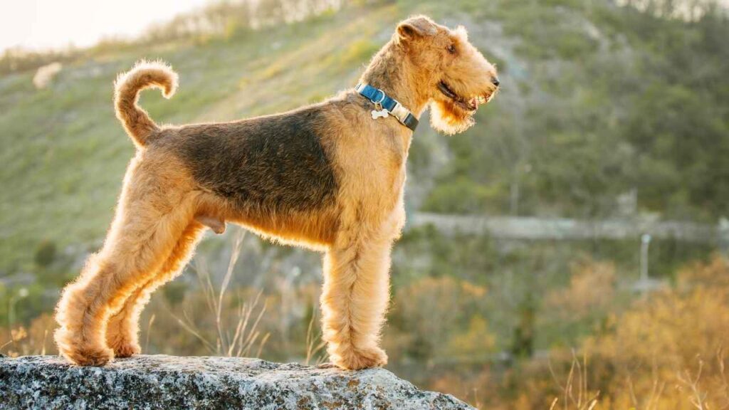 7 Best Guard Dog Breeds For Women Seeking Protection - Tededer.com