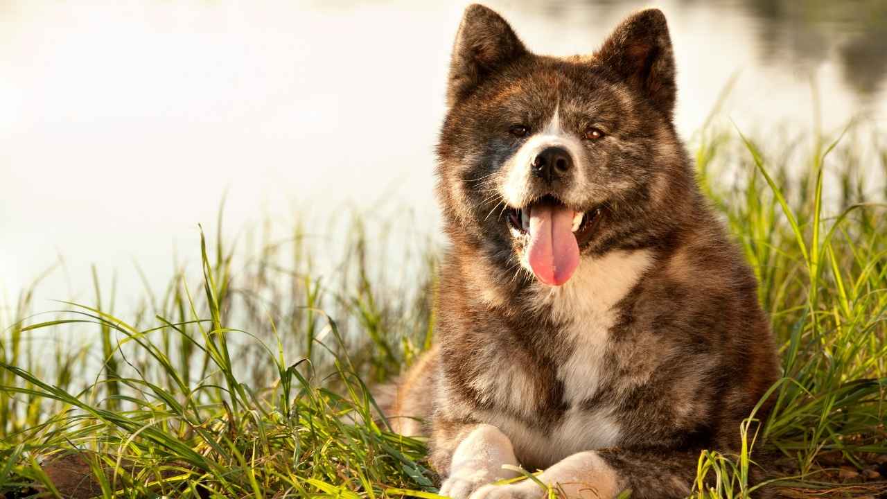 7 Big Fluffy Guard Dog Breeds For Protection - Tededer.com