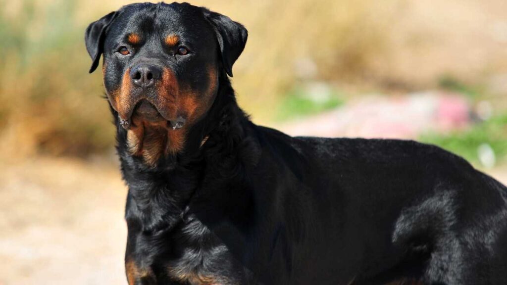 5 Types Of Rottweiler Dog Breeds - Avesei.com