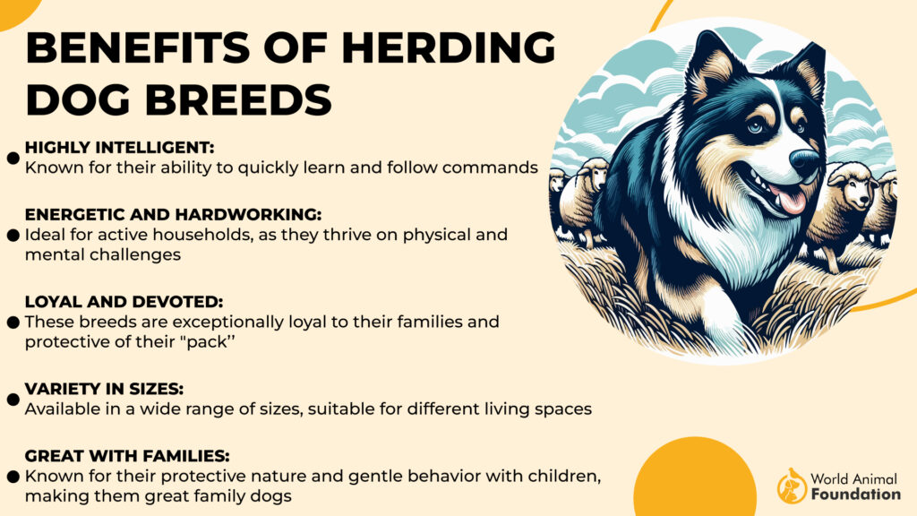 7 Different Types Of Sheep Dog Breeds For Herding - Tededer.com