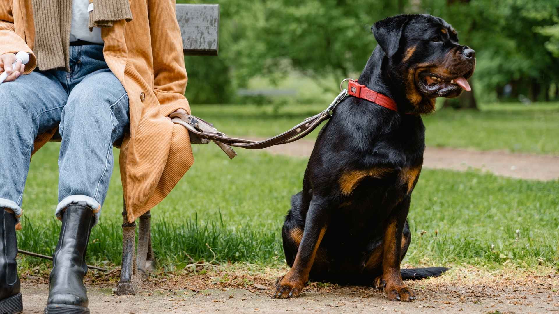 9 Best Guardian Dog Breeds For Families - Tededer.com