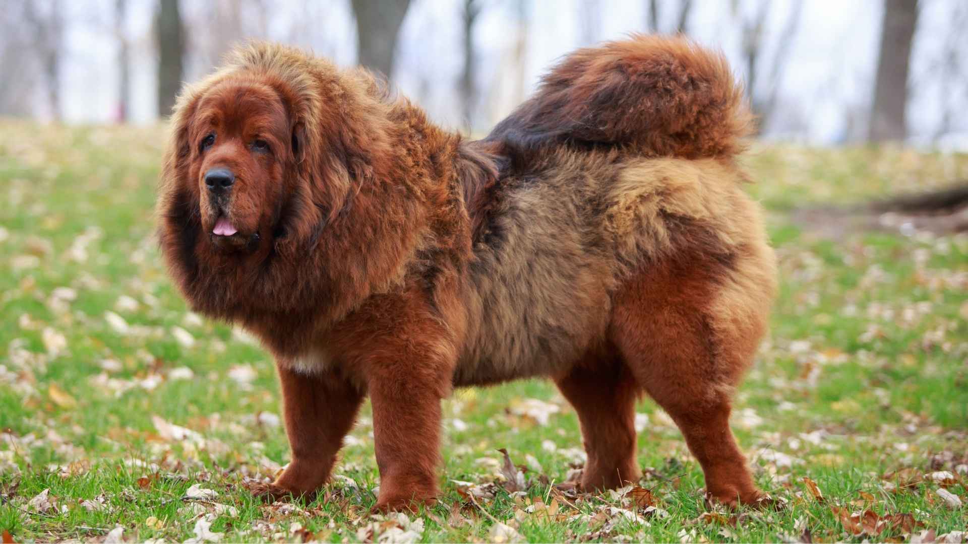 7 Big Fluffy Guard Dog Breeds For Protection - Avesei.com