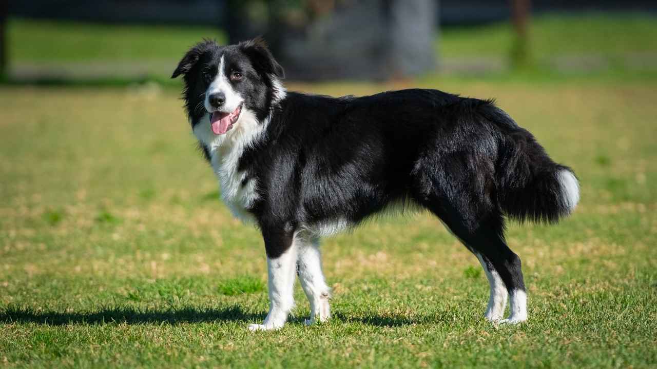 7 Different Types Of Sheep Dog Breeds For Herding - Tededer.com