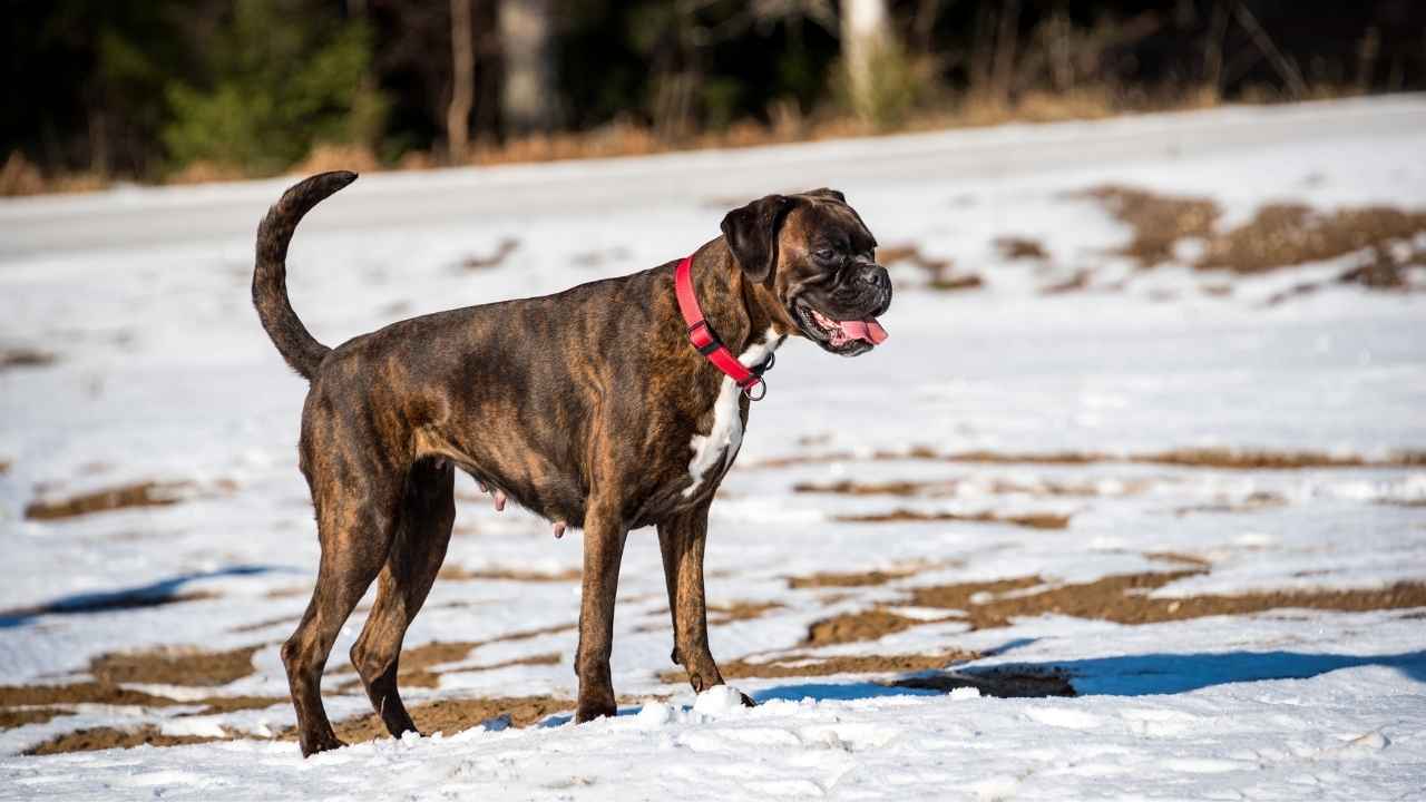 7 Best Indoor Guard Dog Breeds For Family Protection - Avesei.com
