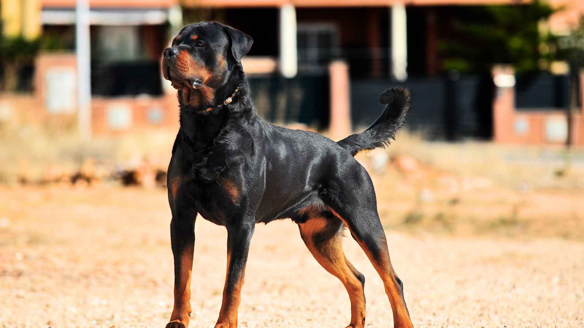 10 Bravest Dog Breeds That Fearlessly Face Wild Beasts - Avesei.com