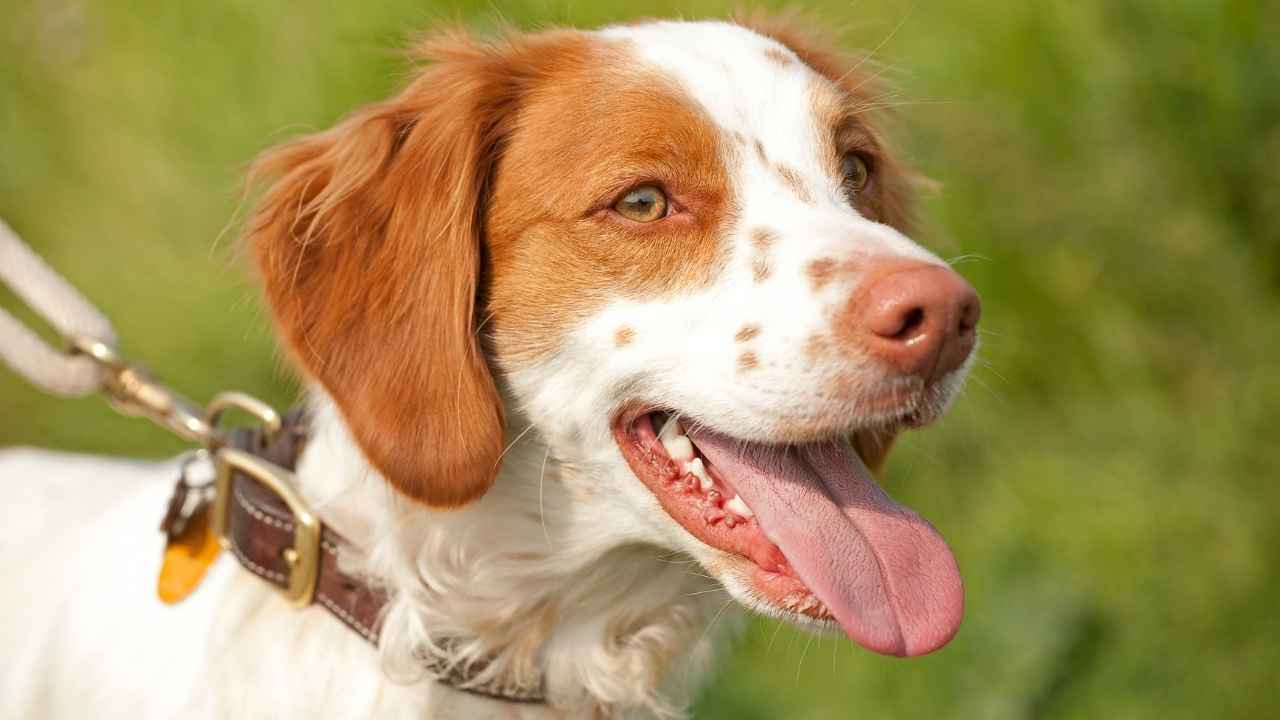 9 Best Bird Hunting Dog Breeds For Avid Hunters - Ethawi.com