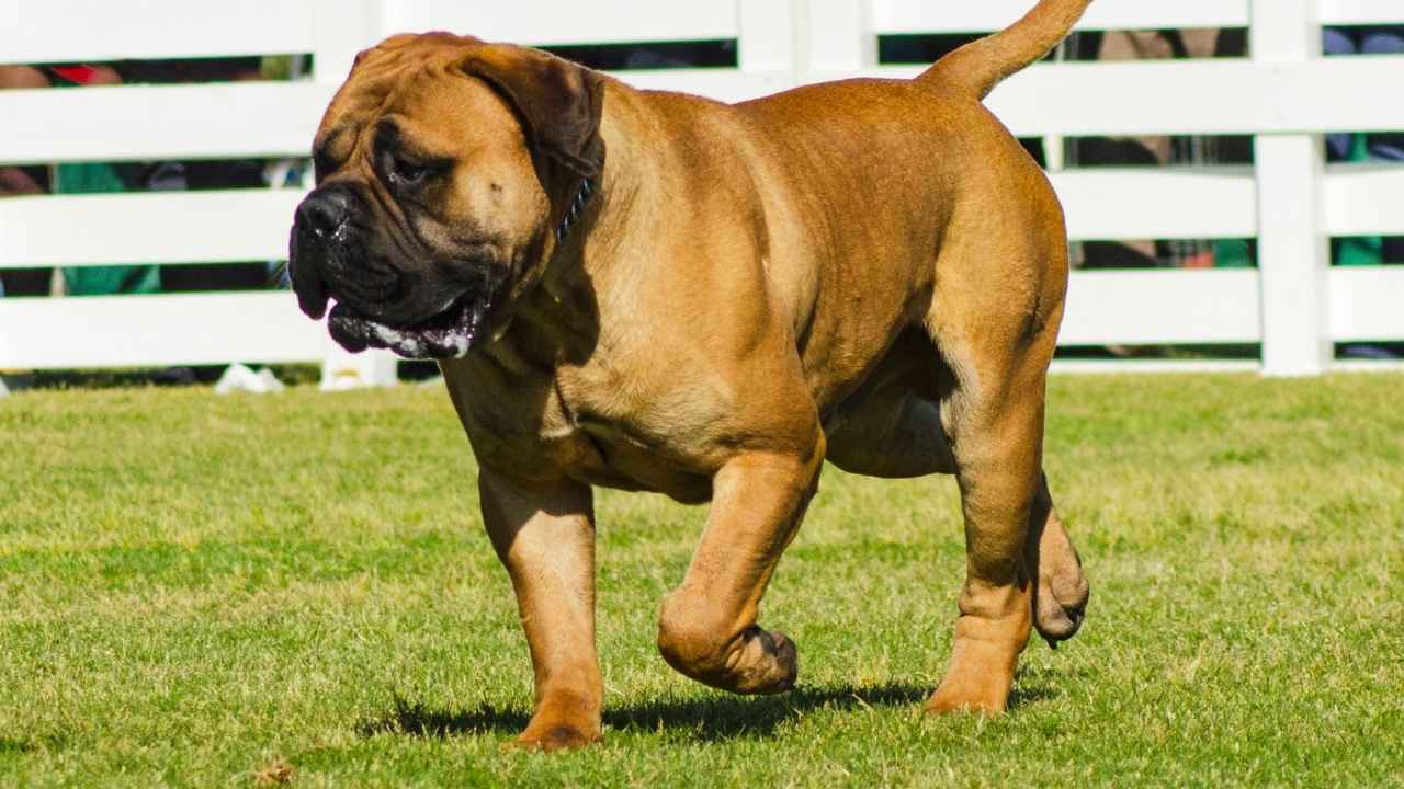 10 Bravest Dog Breeds That Fearlessly Face Wild Beasts - Ethawi.com