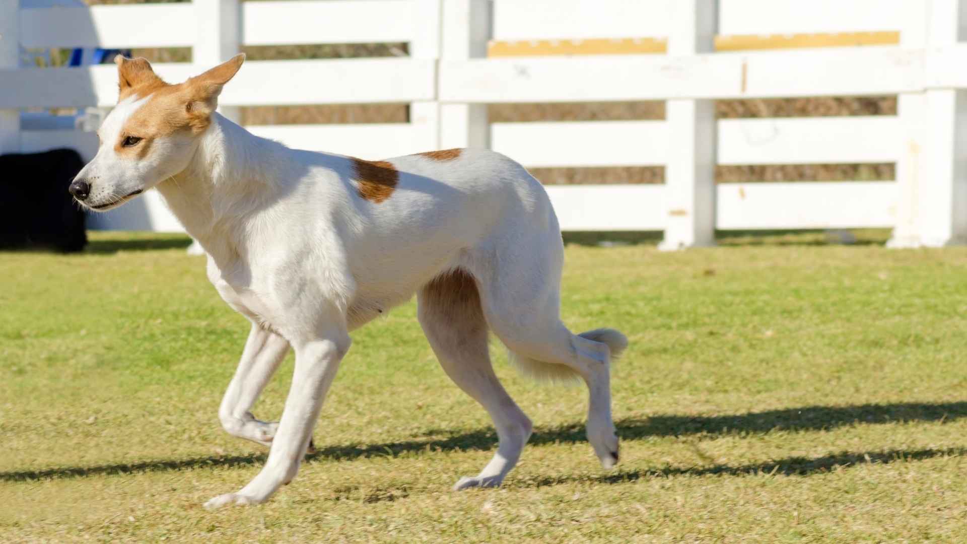 7 White Guard Dog Breeds For All Your Protection Needs - Ethawi.com