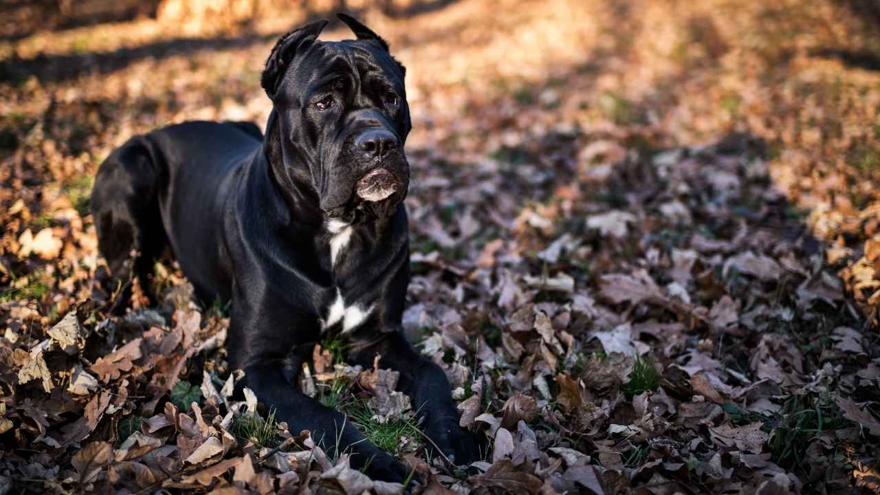 7 Worst Guard Dog Breeds For Families To Avoid - Tededer.com