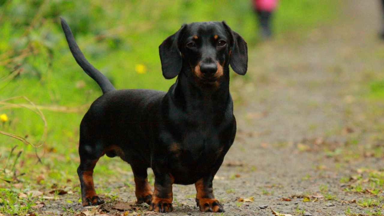 Top 10 German Dog Breeds You Need To Know - Tededer.com