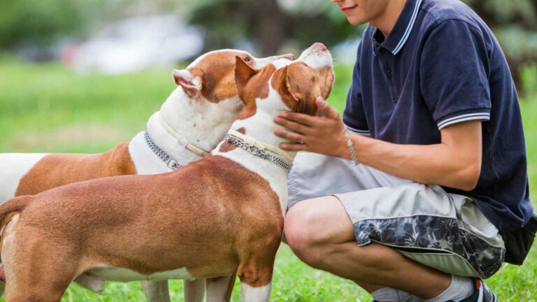 7 Dog Breeds That Love Their Humans 'More Than Life Itself'