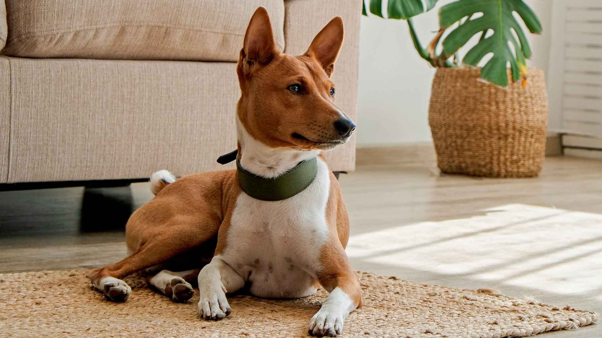 7 Dog Breeds That Shed The Least For Clean Freaks - Ethawi.com