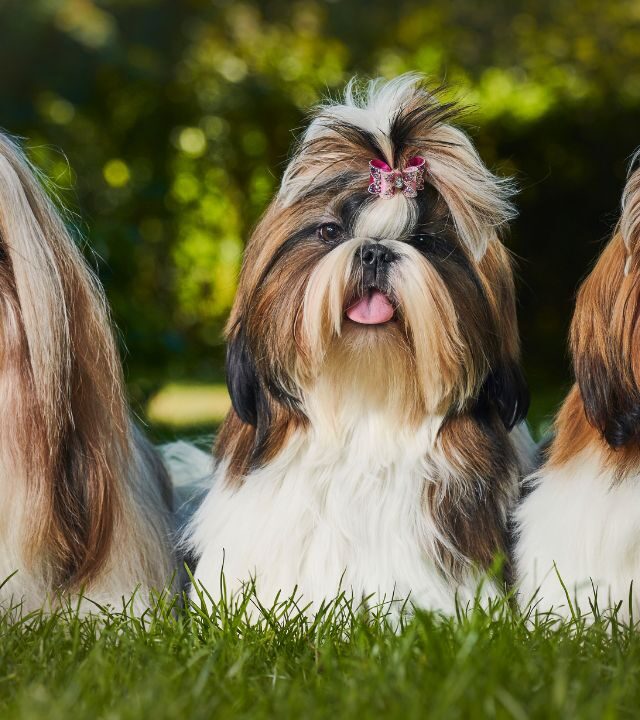 Belgian Malinois Dog Breed Infomation & Interesting Facts!!