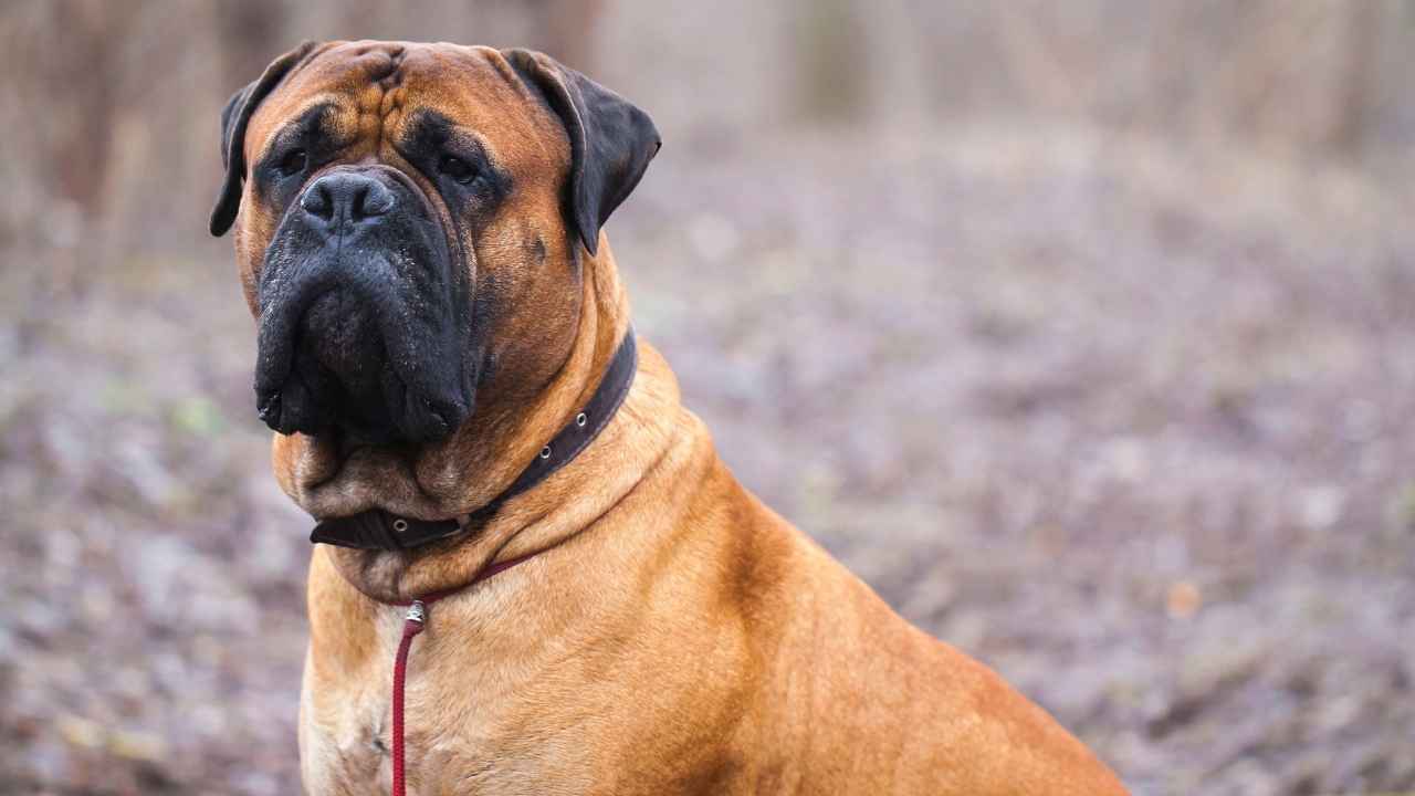 German Shepherd Vs. English Mastiff: Traits, Training & Care - Ethawi.com