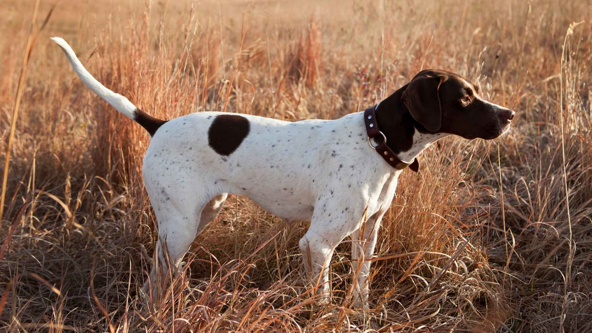 9 Most Versatile Hunting Dog Breeds For Any Tracking Scenario