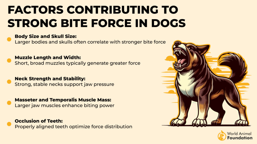 7 Guard Dog Breeds With The Strongest Bite Force - Inhenocha.com