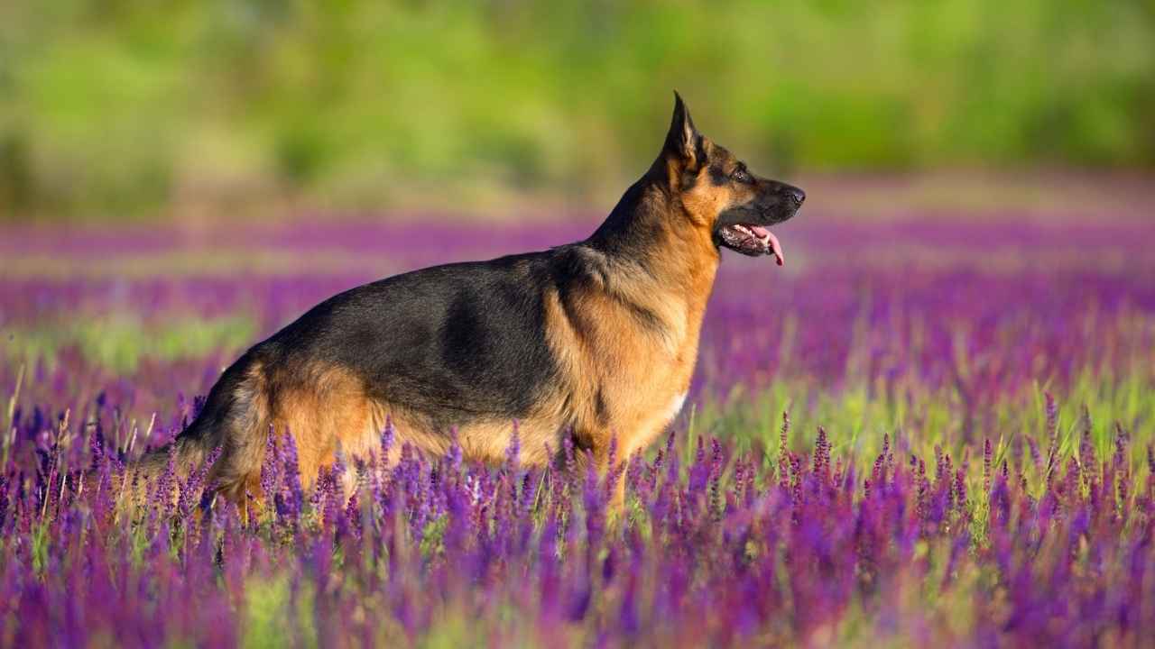 Top 10 German Dog Breeds You Need To Know - Tededer.com