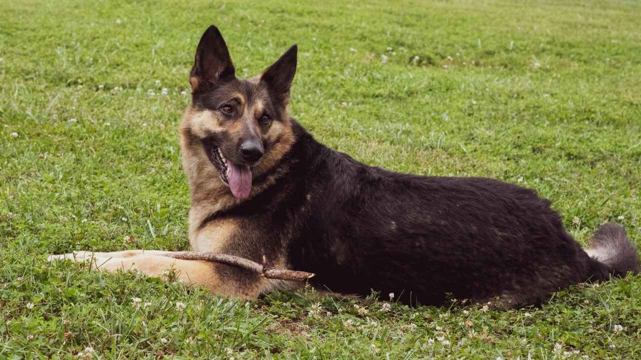 7 Best Indoor Guard Dog Breeds For Family Protection - Tededer.com