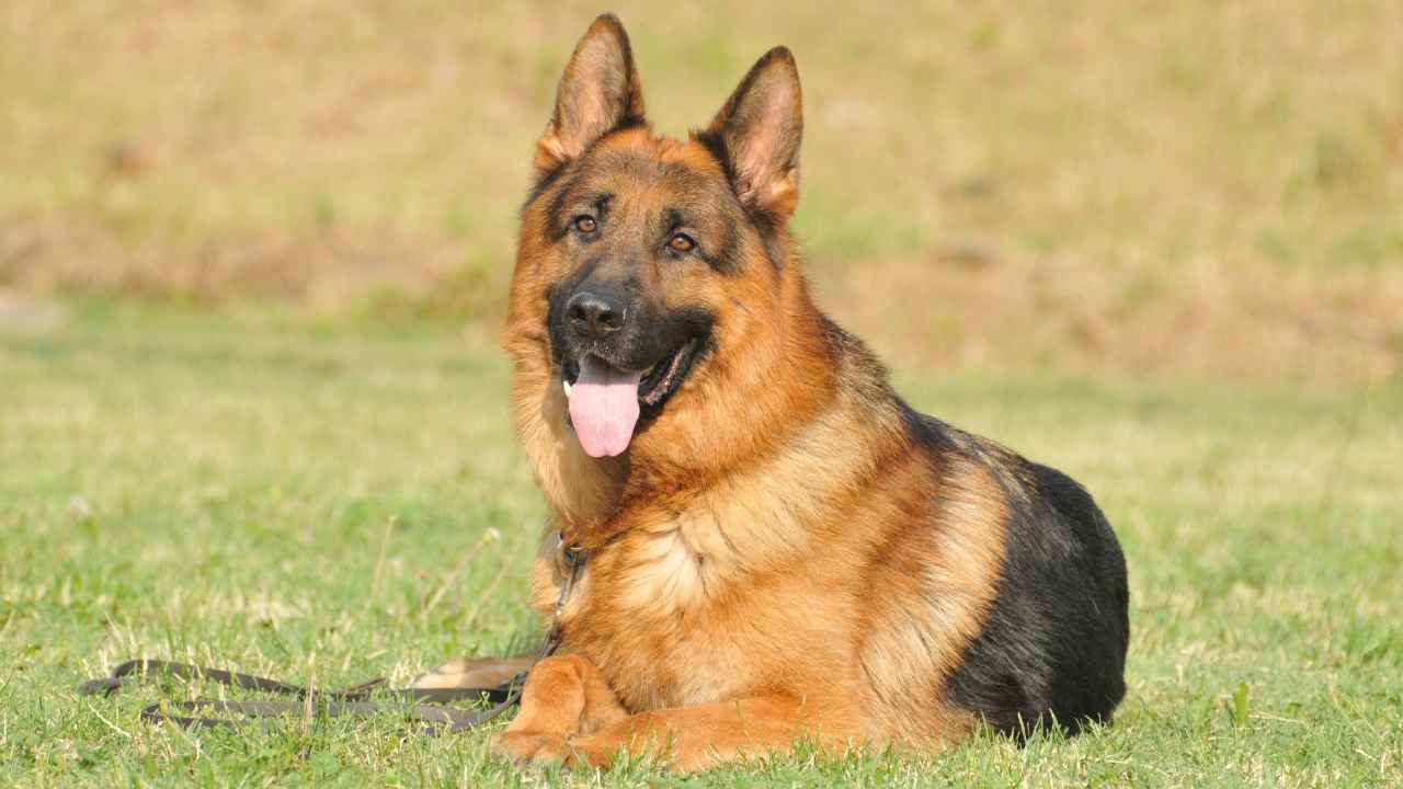 7 Big Fluffy Guard Dog Breeds For Protection - Tededer.com