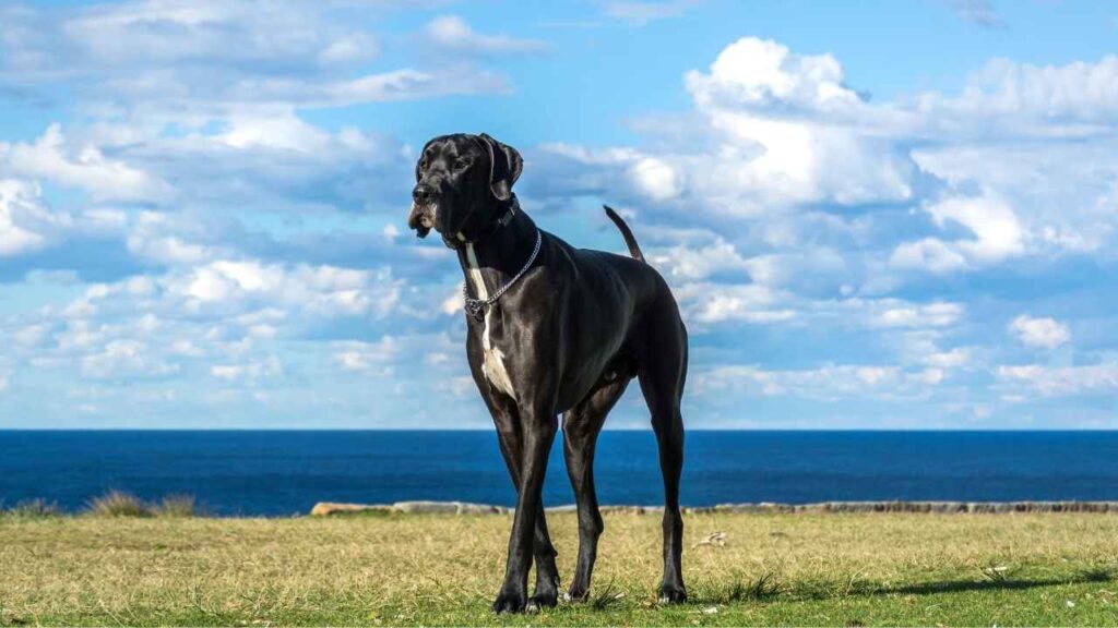 Top 10 German Dog Breeds You Need To Know - Tededer.com