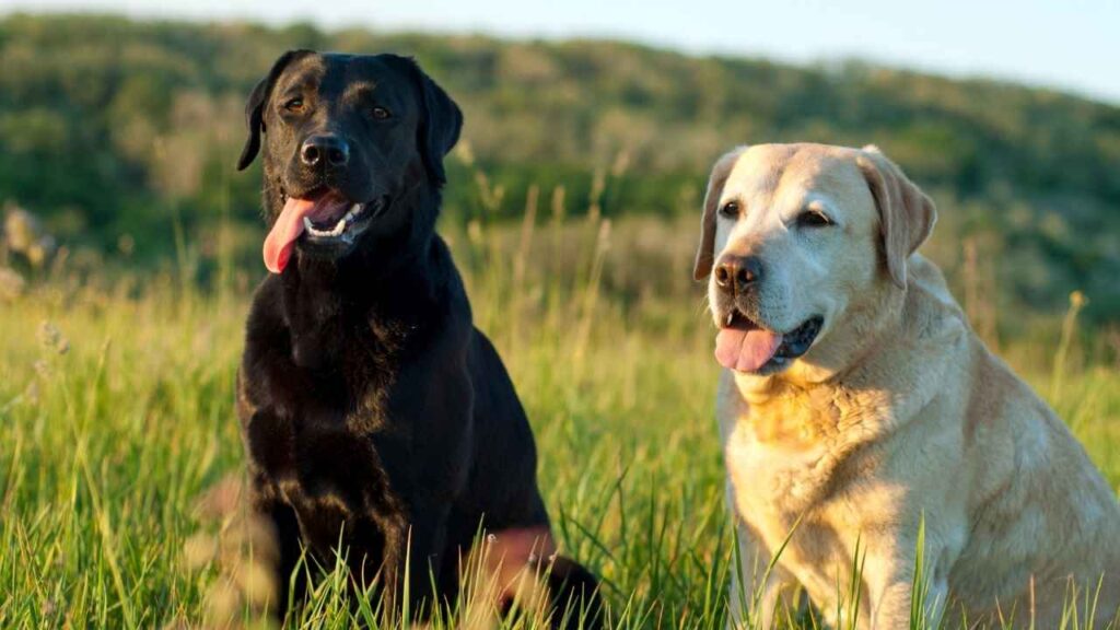 10 Interesting Facts About Labrador Retrievers - Ethawi.com