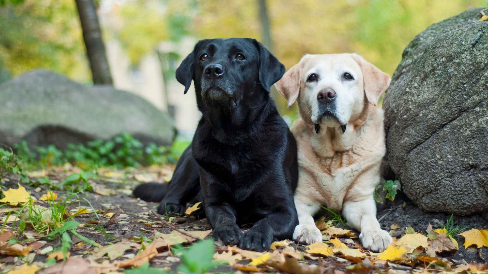 10 Interesting Facts About Labrador Retrievers - Avesei.com