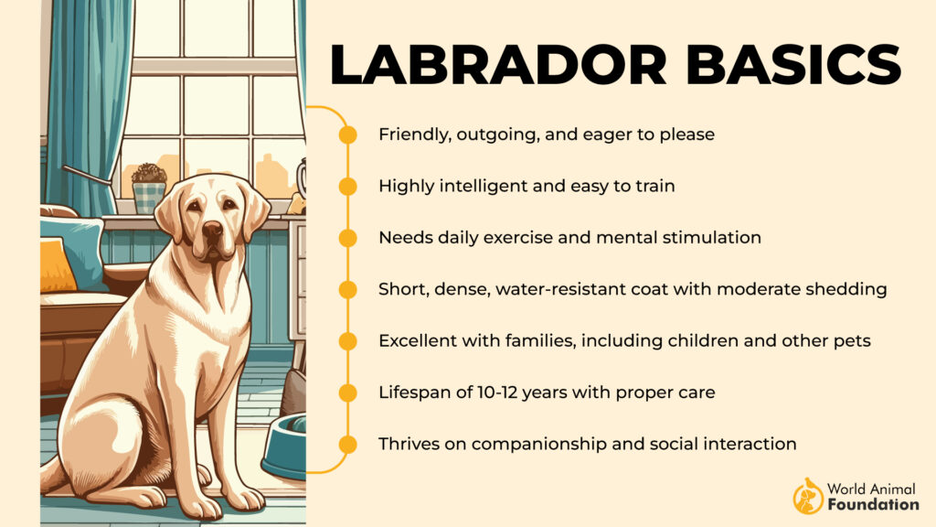 7 Dog Breeds Similar To Labradors - Ethawi.com