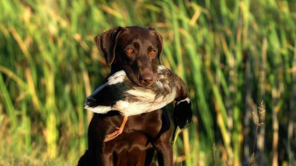 10 Interesting Facts About Labrador Retrievers - Avesei.com
