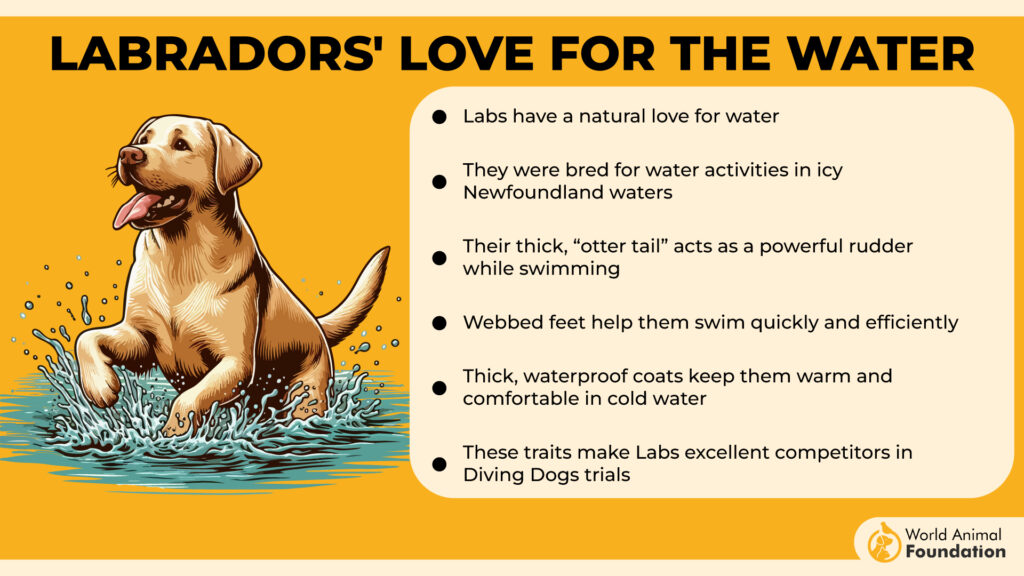 10 Interesting Facts About Labrador Retrievers - Cerfiem.com