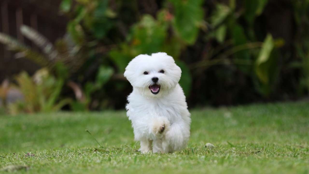 9 Most Intelligent Dogs For Seniors - Tededer.com