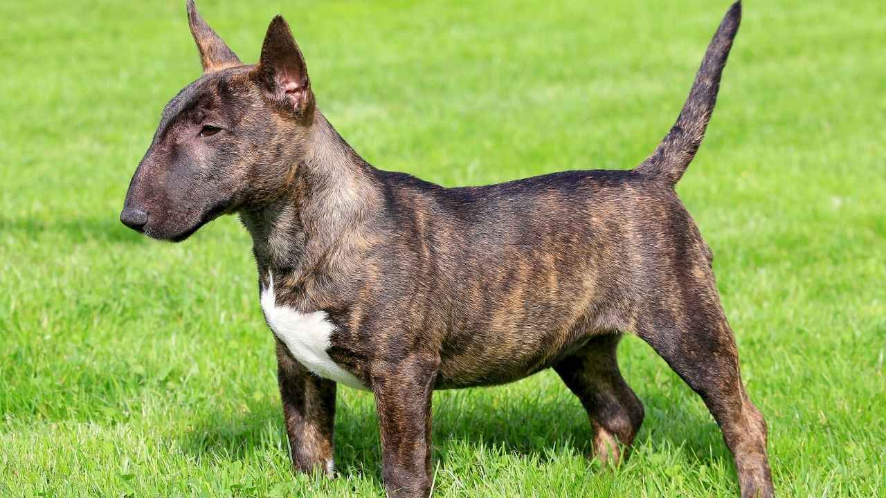 7 Most Rarest Terrier Dog Breeds You Need To Know About - Tededer.com
