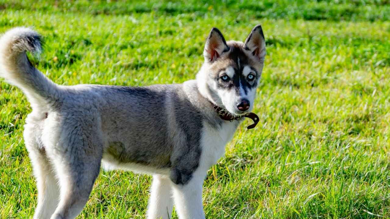 7 Different Types Of Husky Dog Breeds For Your Family - Ethawi.com