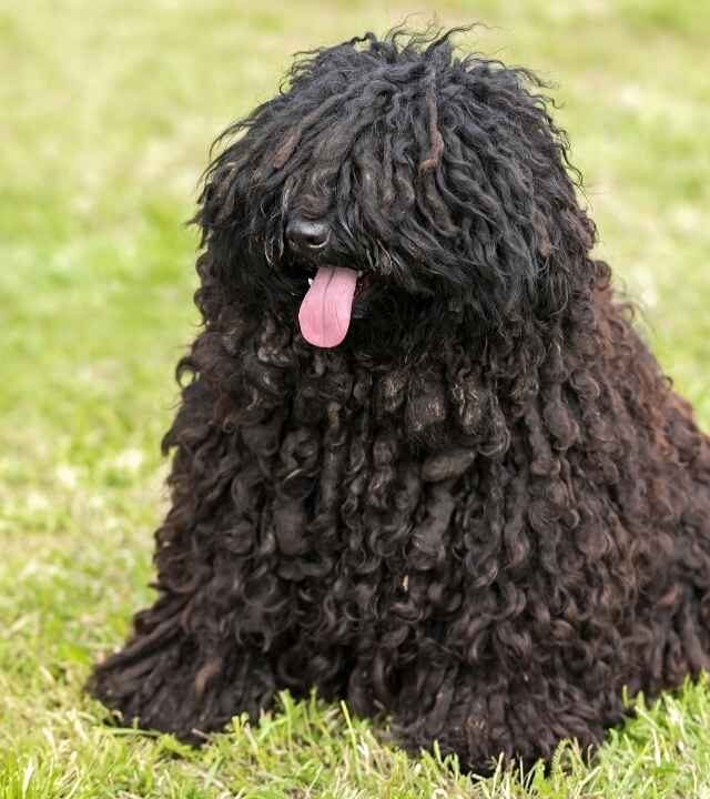 19 Ravishing Red Dog Breeds - That Stand Out In The Crowd!!