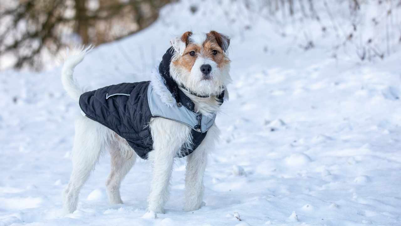 7 Most Rarest Terrier Dog Breeds You Need To Know About - Tededer.com