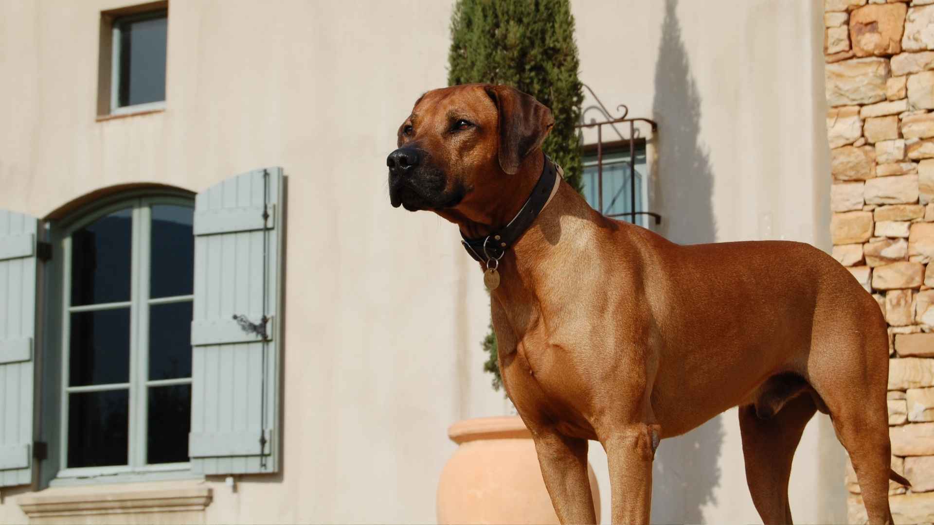 7 Most Smartest Large Guard Dog Breeds For Your Home - Ethawi.com