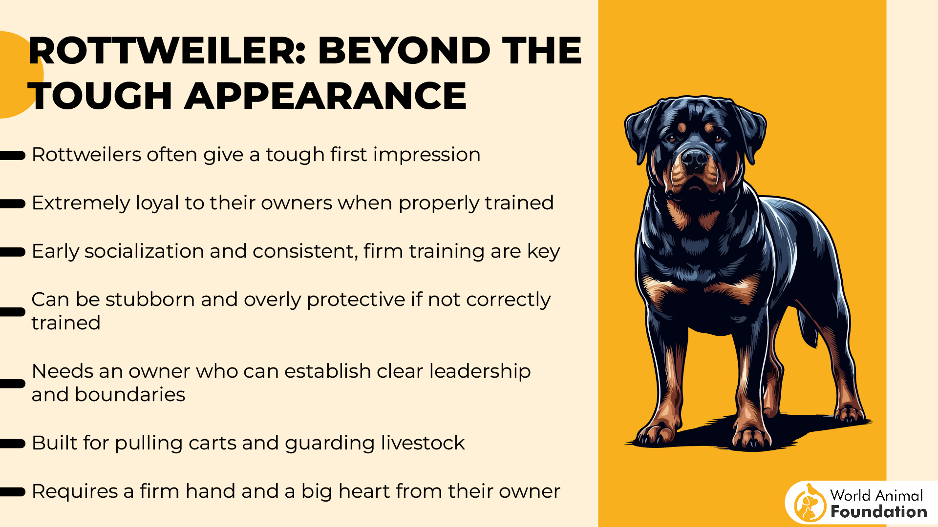 5 Types Of Rottweiler Dog Breeds - Avesei.com