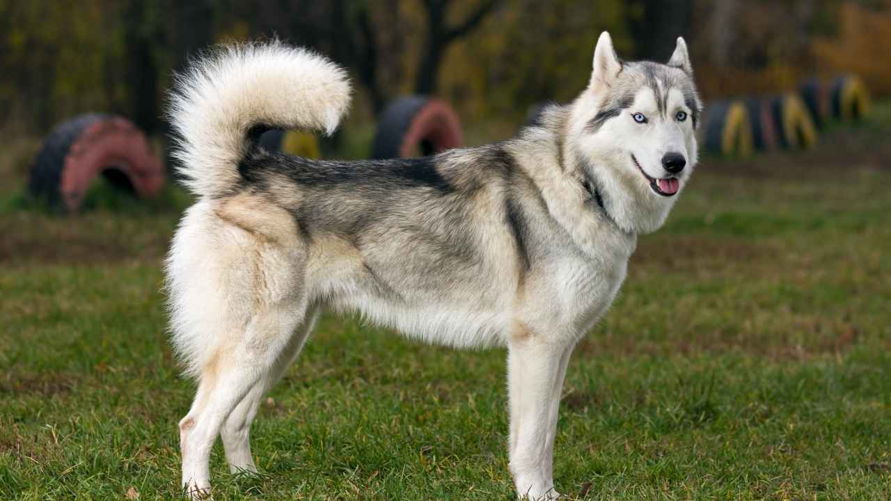 7 Different Types Of Husky Dog Breeds For Your Family - Ethawi.com