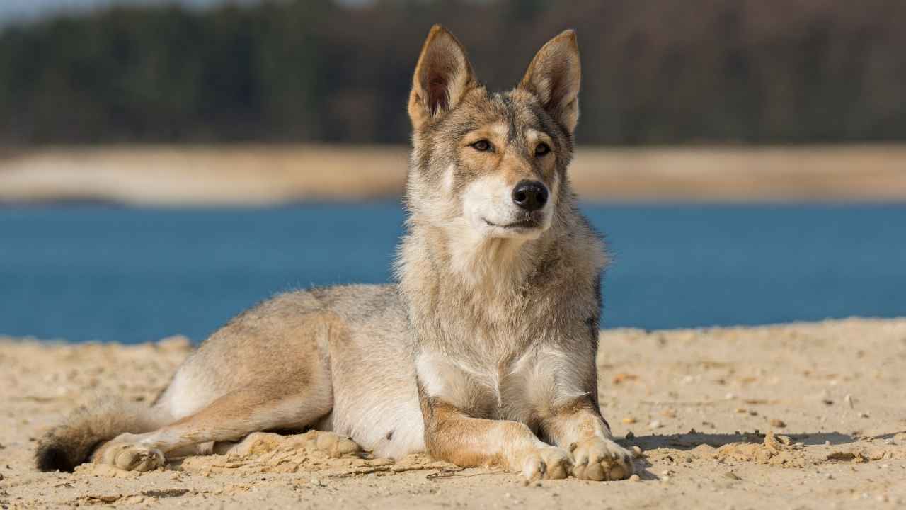 7 Best Wolf-Dog Hybrids Among Rare Dog Breeds