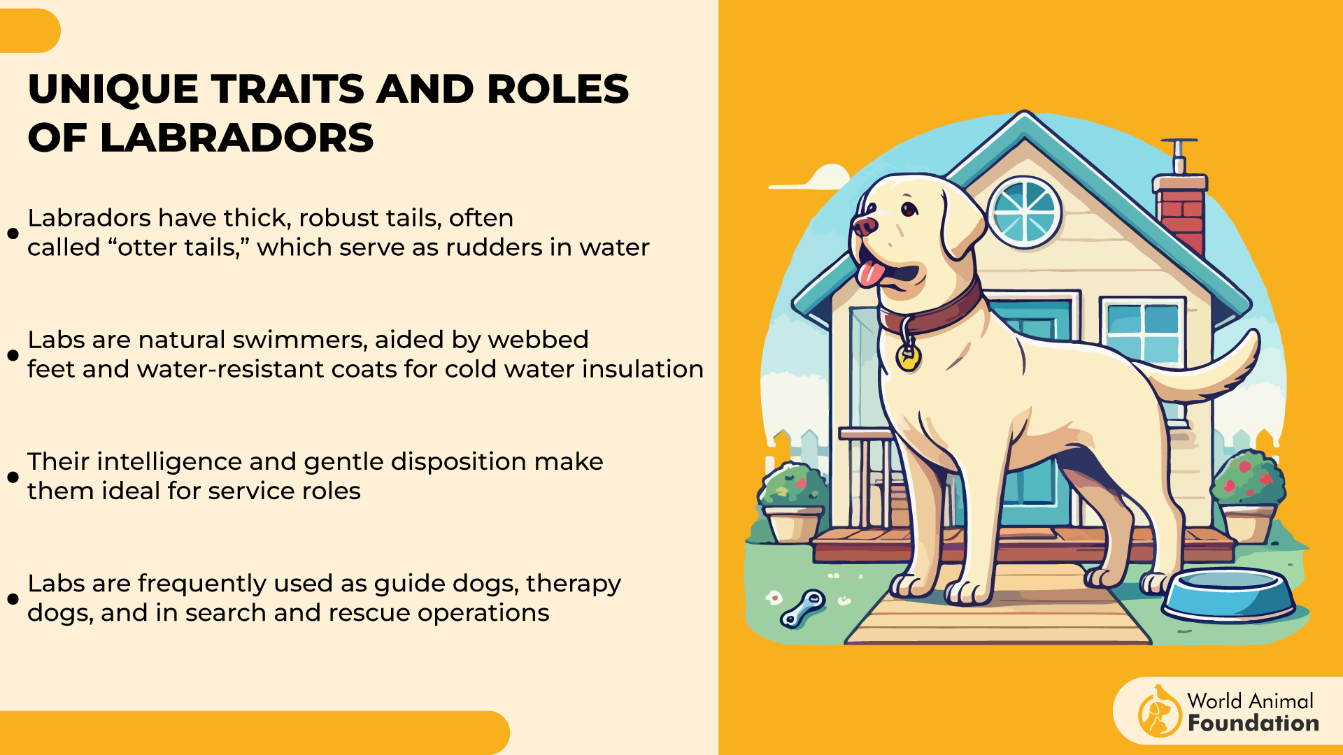 10 Interesting Facts About Labrador Retrievers - Ethawi.com