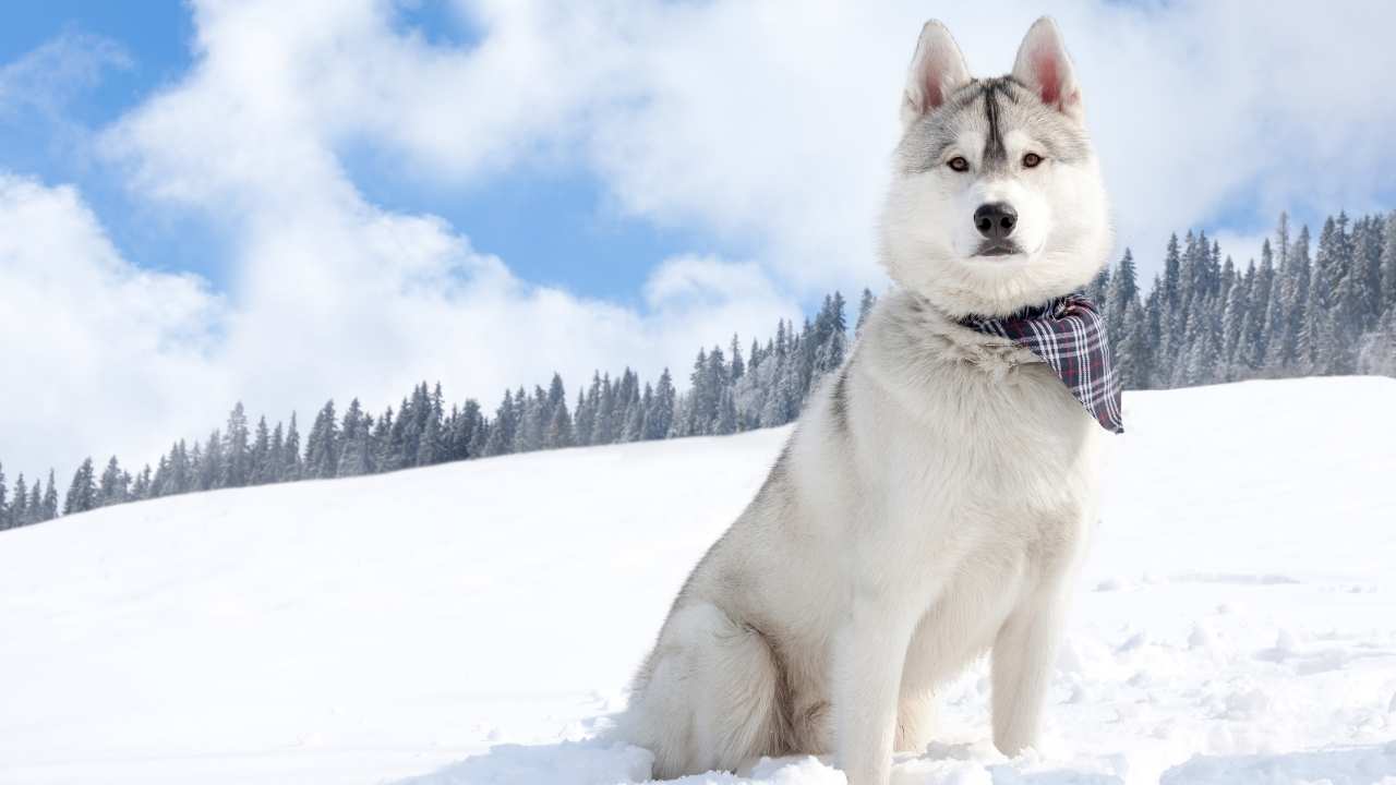 7 Different Types Of Husky Dog Breeds For Your Family - Ethawi.com