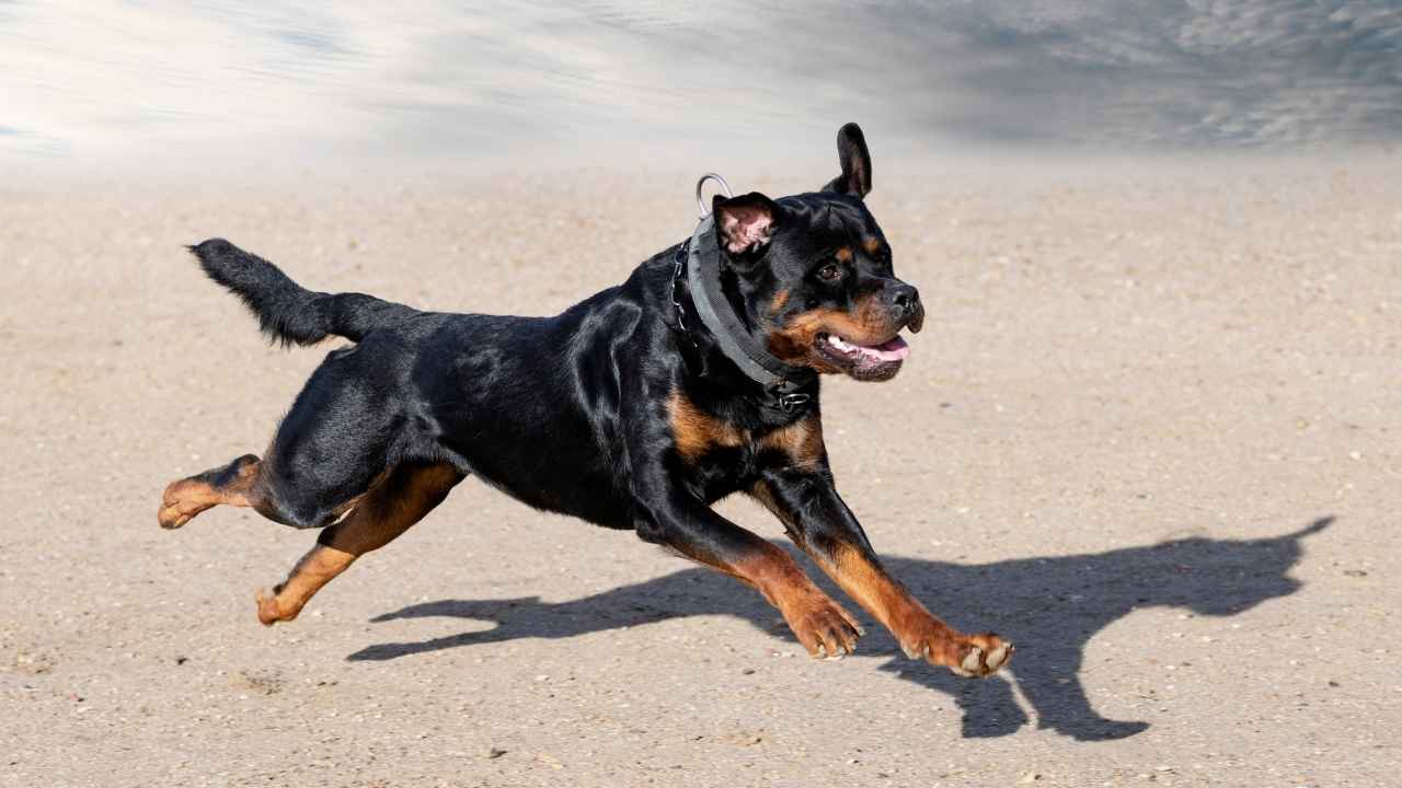 5 Types Of Rottweiler Dog Breeds - Tededer.com
