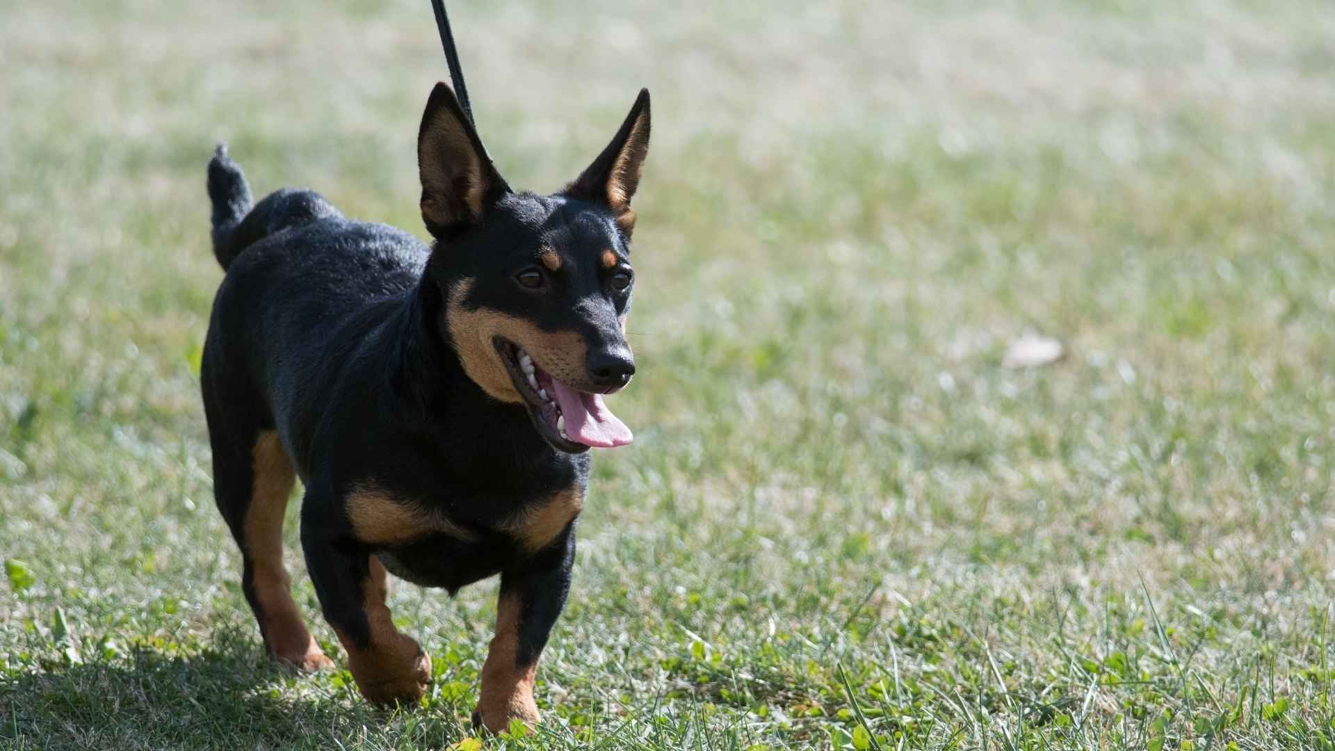 7 Different Types Of Sheep Dog Breeds For Herding - Tededer.com