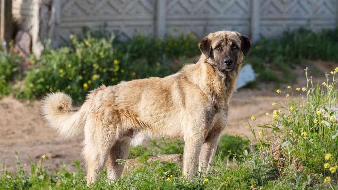 7 Best Livestock Guardian Dog Breeds - Tededer.com
