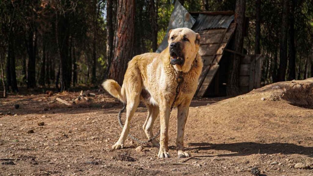 7 Guard Dog Breeds With The Strongest Bite Force - Ethawi.com